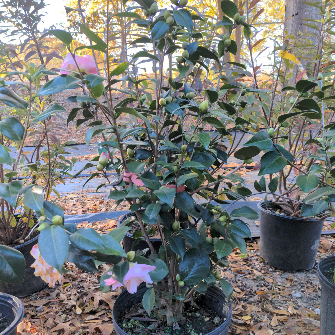 April Remembered Ice Angels® Camellia - Camellia japonica 'April ... April Remembered Ice Angels® Camellia - Camellia japonica 'April ...