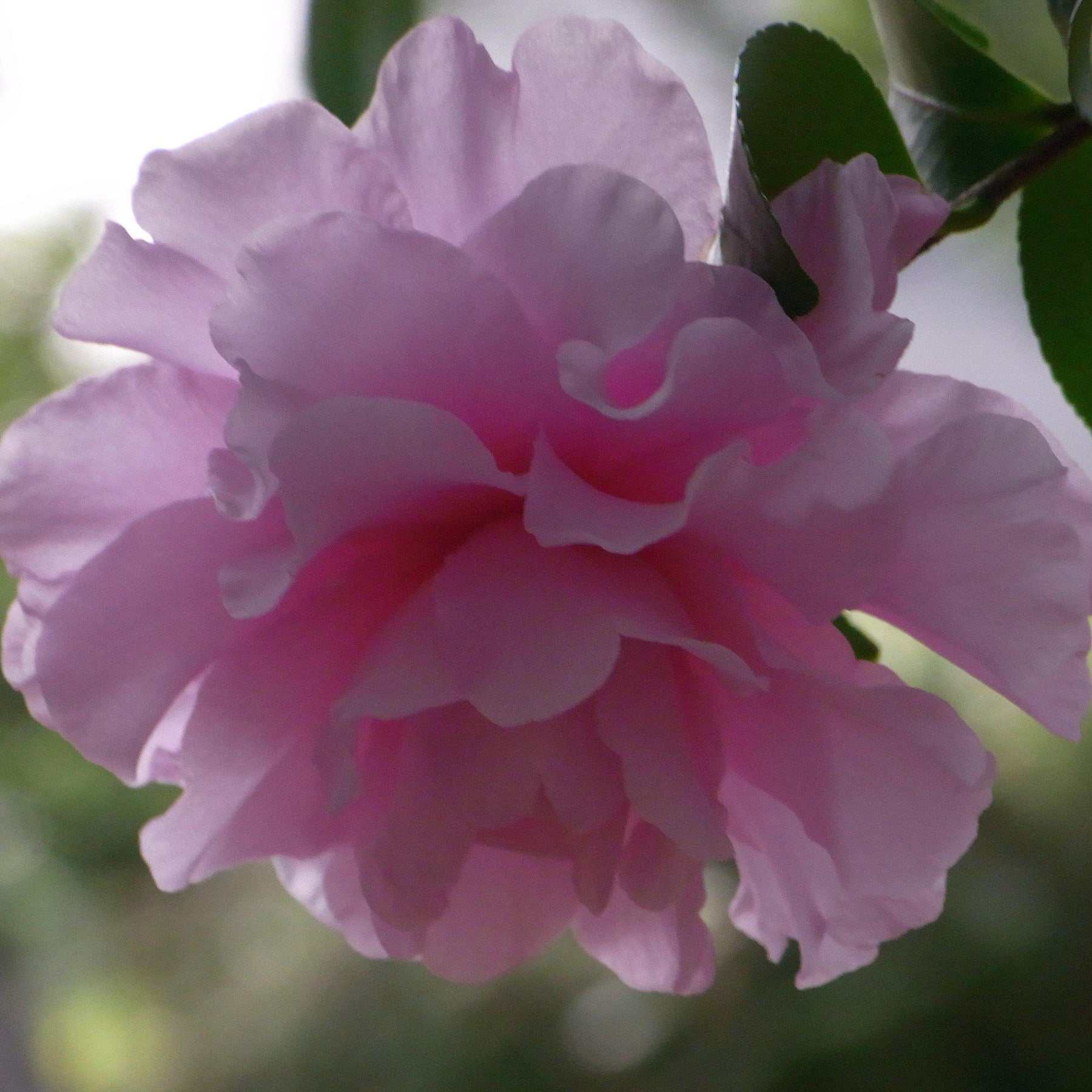 Buy Cotton Candy Camellia – ServeScape