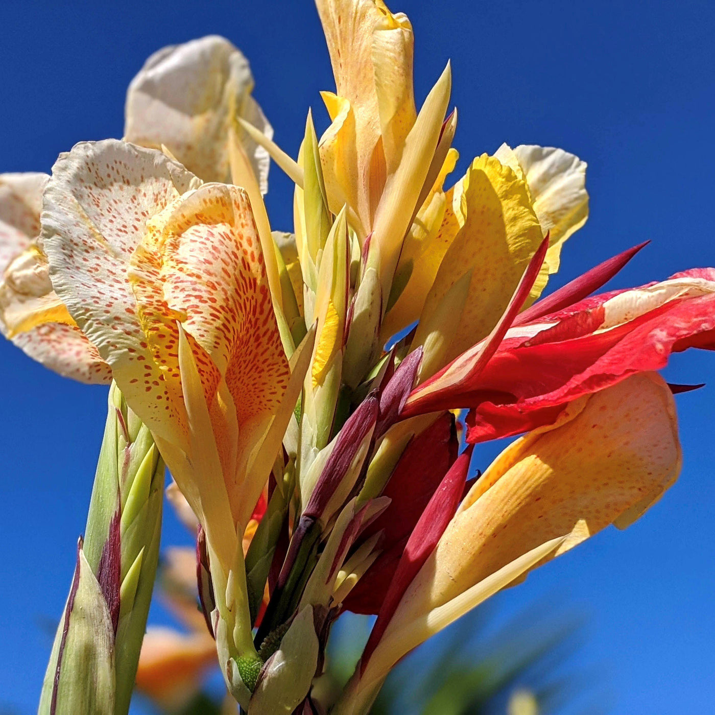Canna x generalis 'Cleopatra' ~ Cleopatra Canna Lily#N#– ServeScape