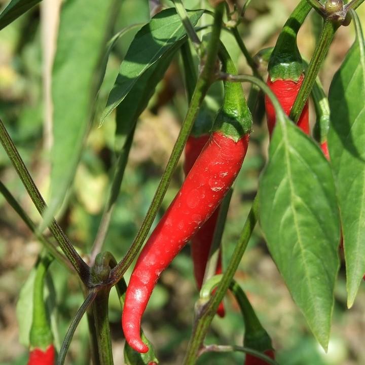 Capsicum annuum 'Cayenne Long Slim' ~ Cayenne Long Slim Pepper – ServeScape