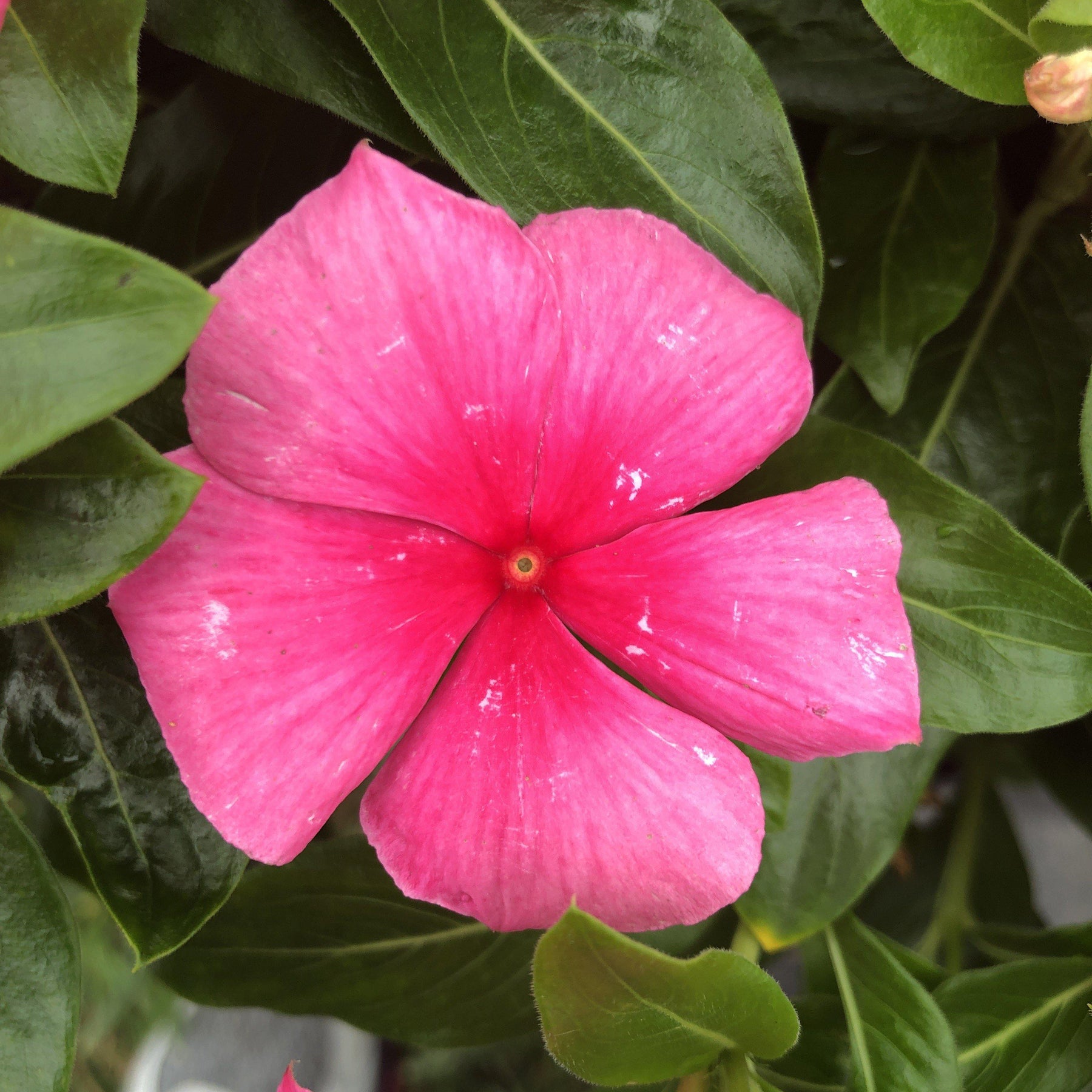 Cora® XDR Deep Strawberry Vinca - Catharanthus roseus 'Cora XDR Deep ...