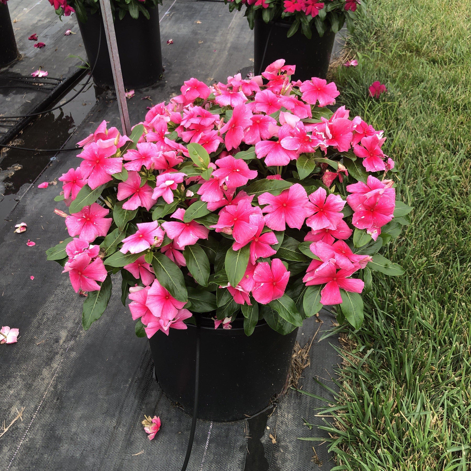 Cora® XDR Deep Strawberry Vinca - Catharanthus roseus 'Cora XDR Deep ...