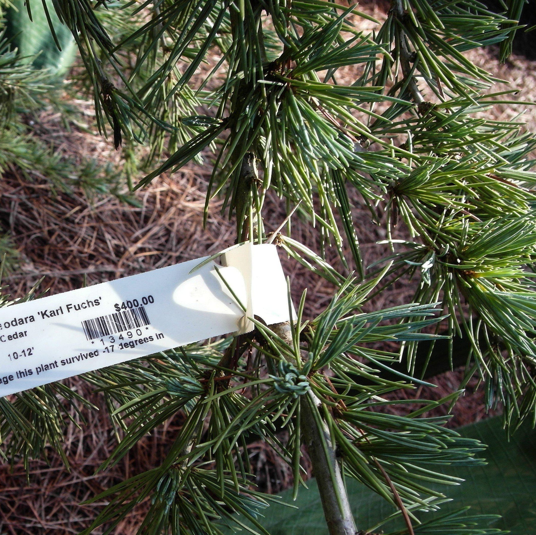 Karl Fuchs Deodar Cedar, Himalayan Cedar - Cedrus deodara 'Karl Fuchs ...