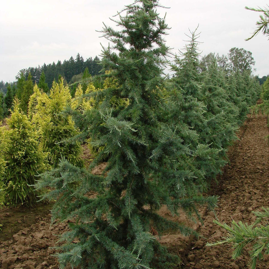 Deodar Cedar Karl Fuchs