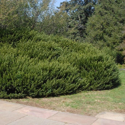 Cephalotaxus harringtonia 'Duke Gardens' ~ Duke Gardens Japanese Plum # ...