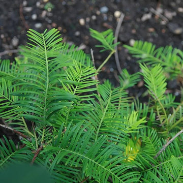 Creeping Japanese Plum Yew, Spreading Plum Yew - Cephalotaxus ...