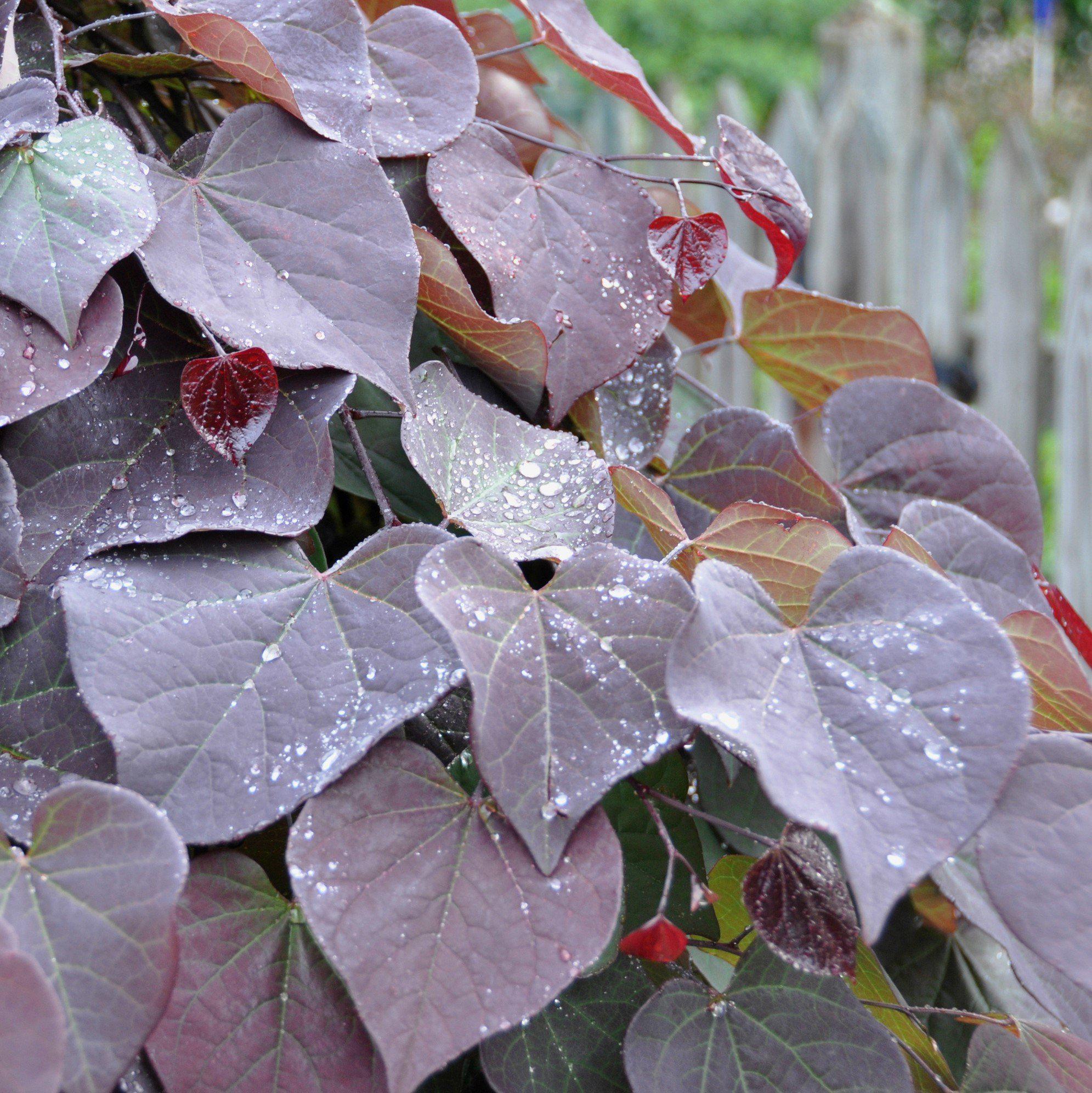 Ruby Falls Weeping Redbud - Cercis canadensis 'Ruby Falls' – ServeScape