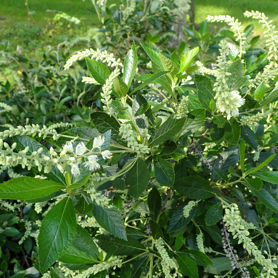 Hummingbird Summersweet - Clethra alnifolia 'Hummingbird' – ServeScape