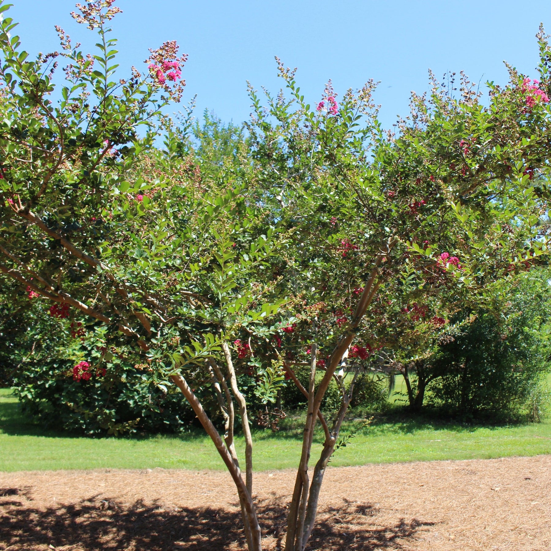 Regal Red Crape Myrtle - Lagerstroemia indica 'Regal Red' – ServeScape