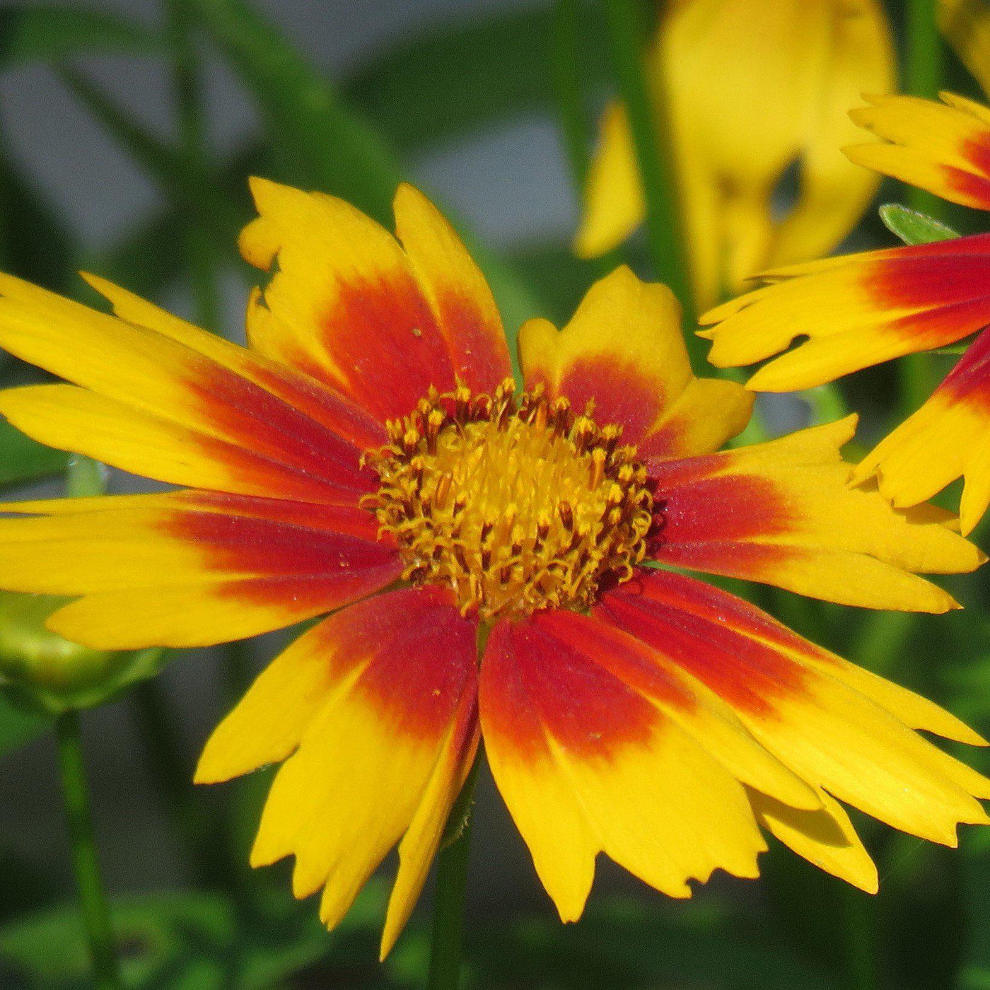 Coreopsis x 'Daybreak' ~ Li'l Bang™ Daybreak Tickseed – ServeScape