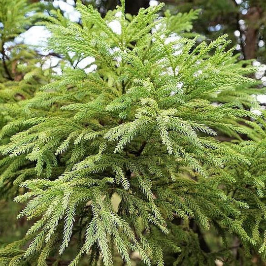 Gyokuryu Japanese Cedar - Cryptomeria japonica 'Gyokuryu' – ServeScape