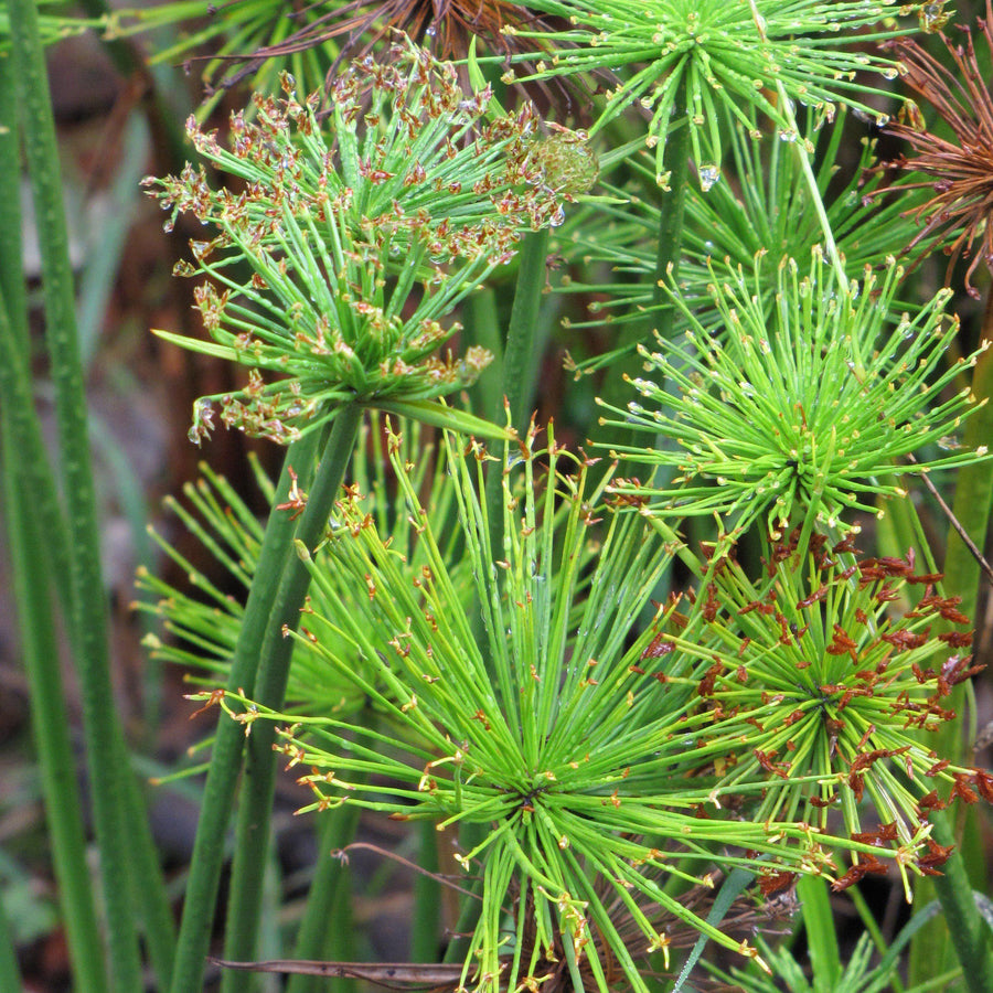 Little Prince Dwarf Papyrus - Cyperus Papyrus ‘Little Prince’ – ServeScape