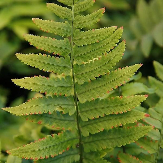 Shaggy Shield Fern, Black Wood Fern - Dryopteris cycadina or D. atrata ...