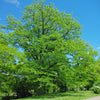 Halka™ Honeylocust, Thornless Honeylocust - Gleditsia triacanthos var ...