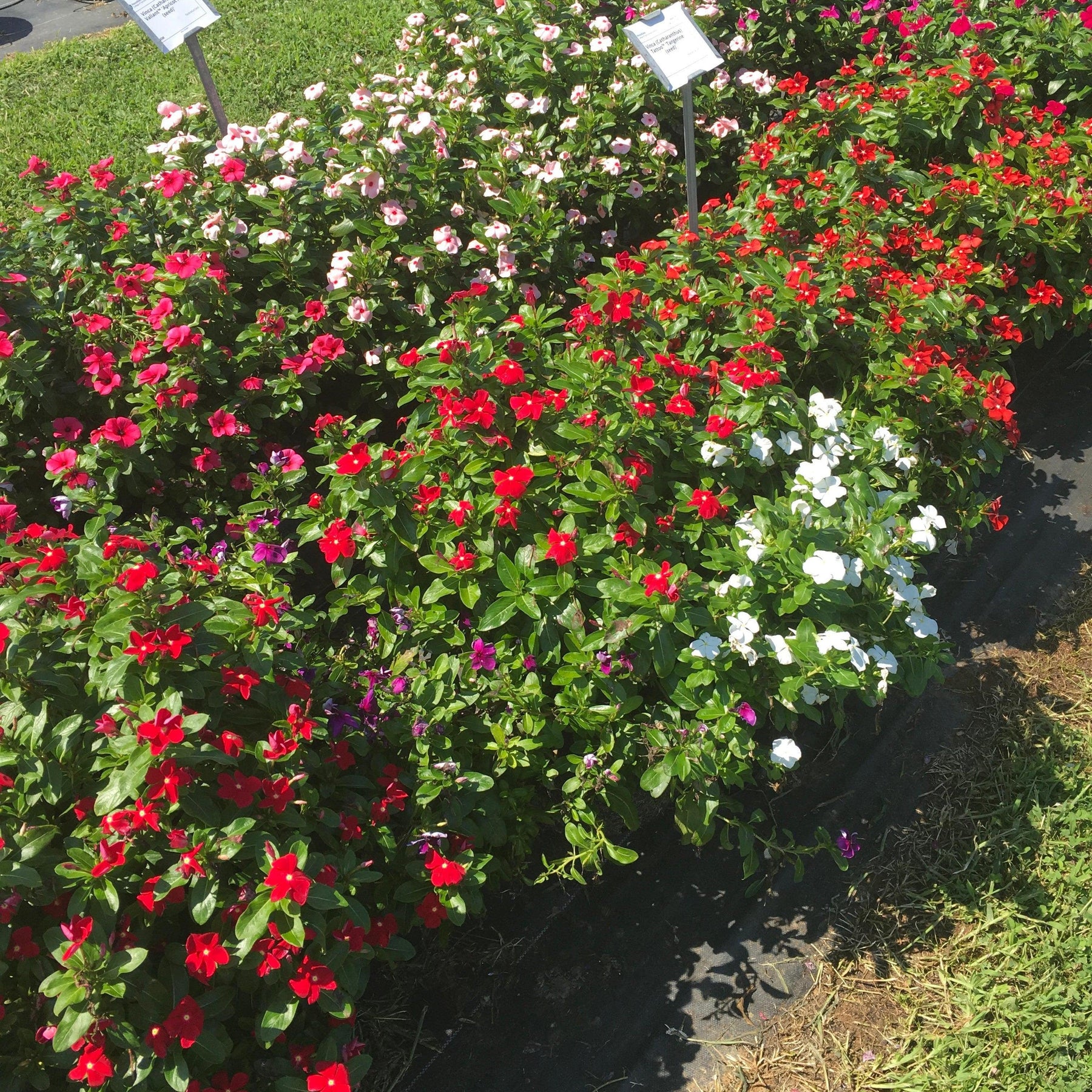 Tattoo™ American Pie Mix Vinca - Catharanthus roseus 'Tattoo American ...