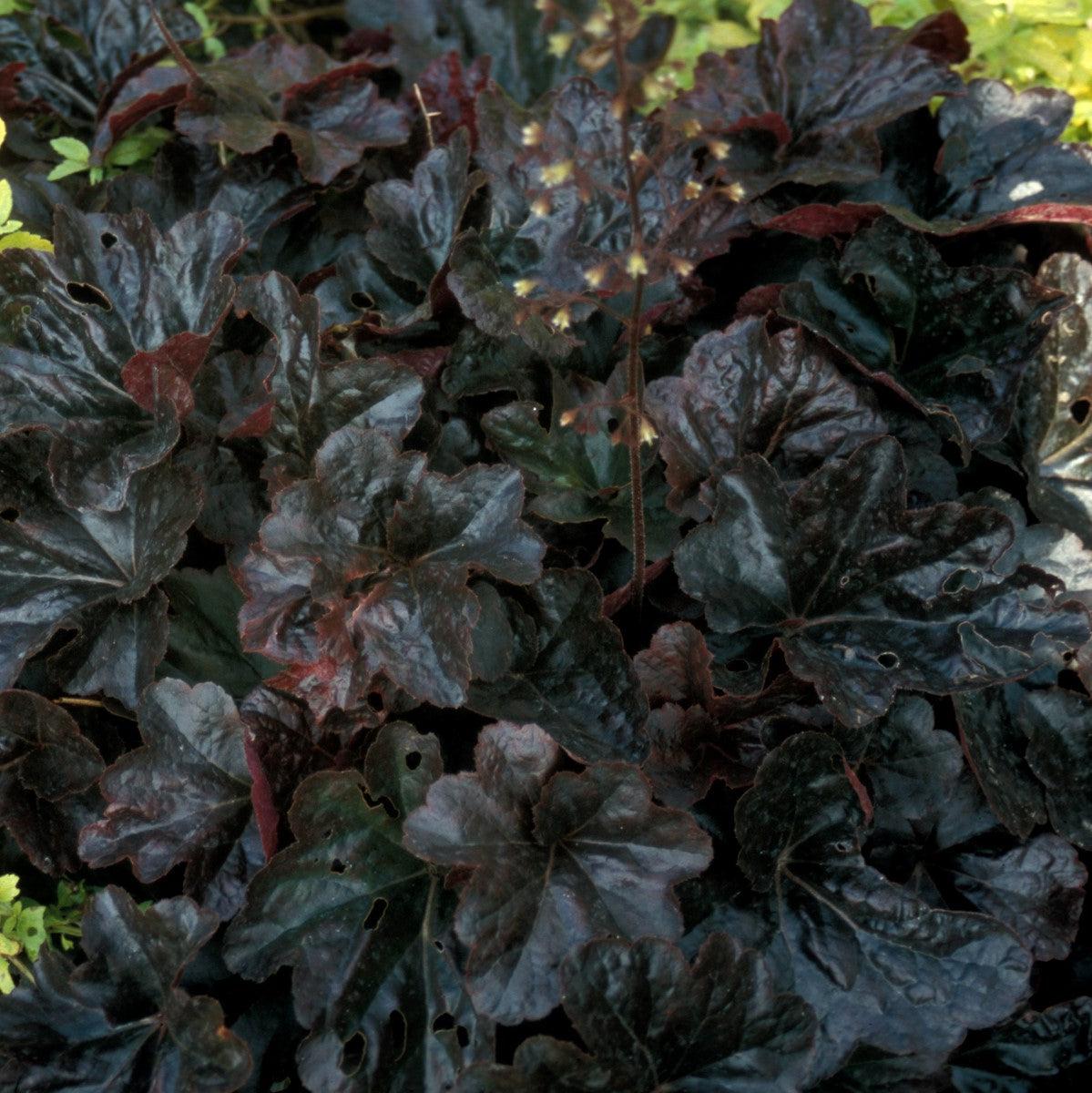 Heuchera 'Obsidian' ~ Obsidian Coral Bells – ServeScape
