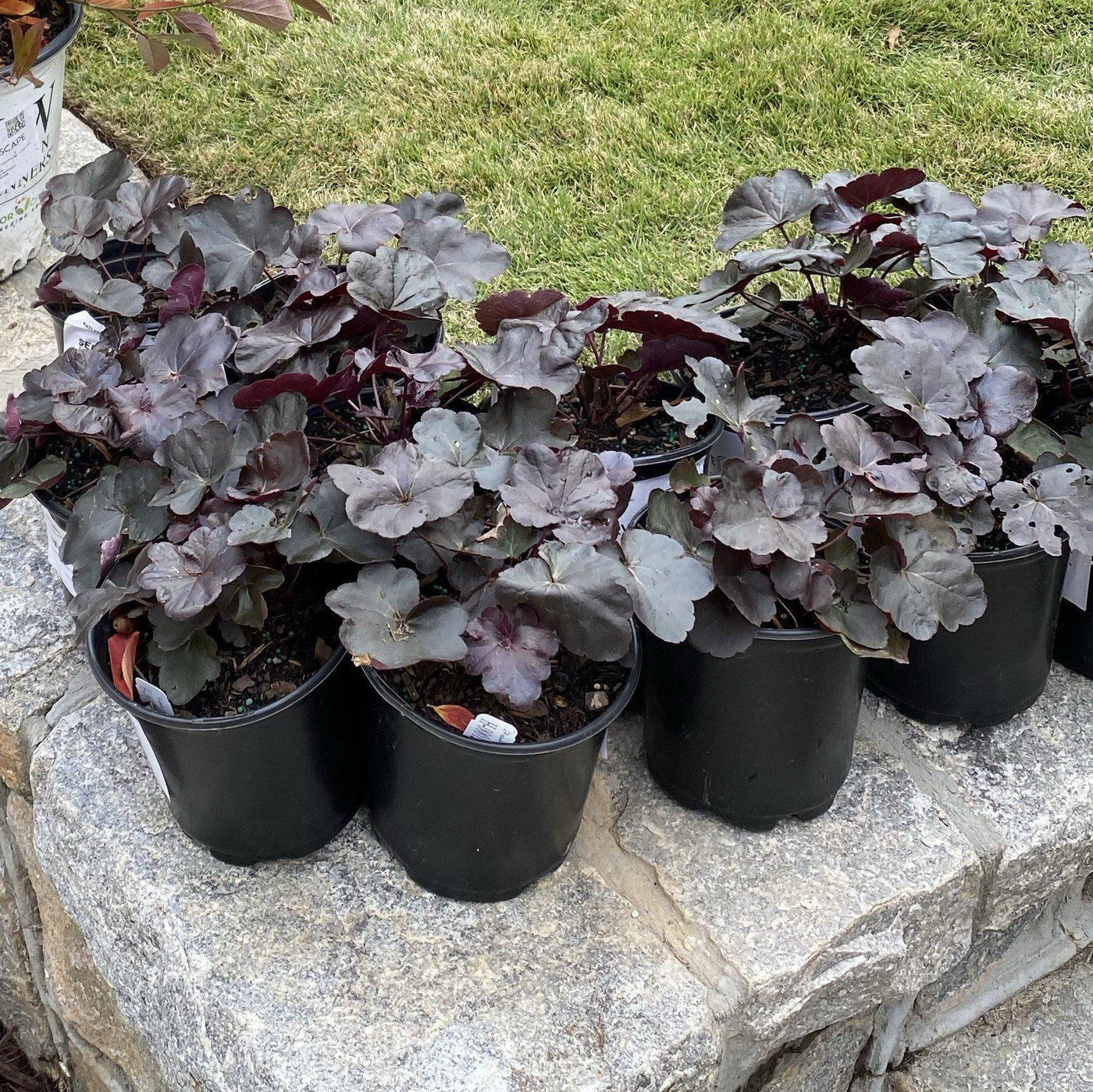 Heuchera 'Obsidian' ~ Obsidian Coral Bells – ServeScape