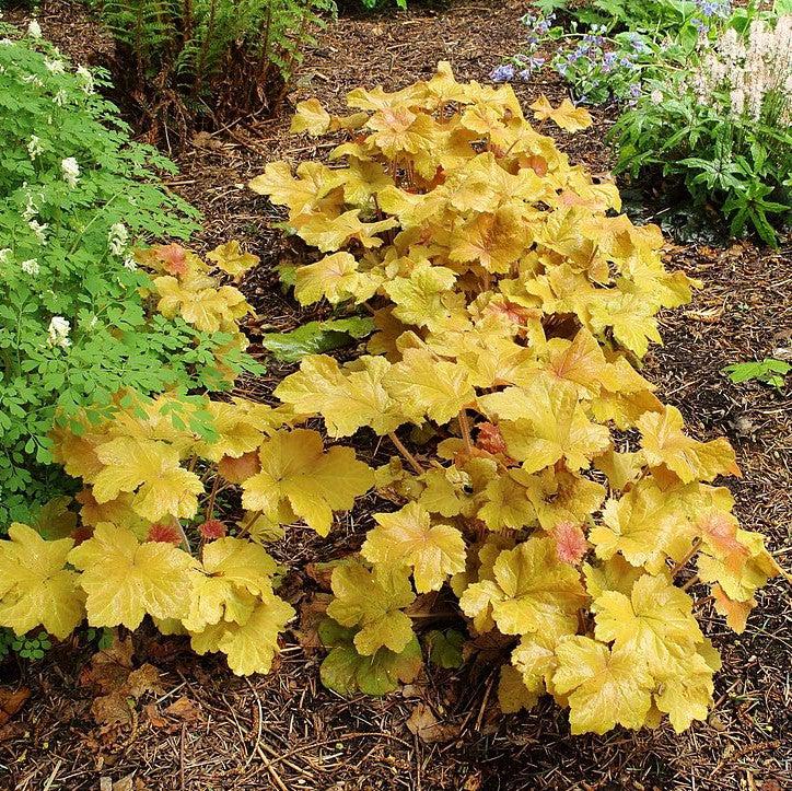 Caramel Coral Bells, Heuchera - Heuchera 'Caramel' PP16,560 – ServeScape