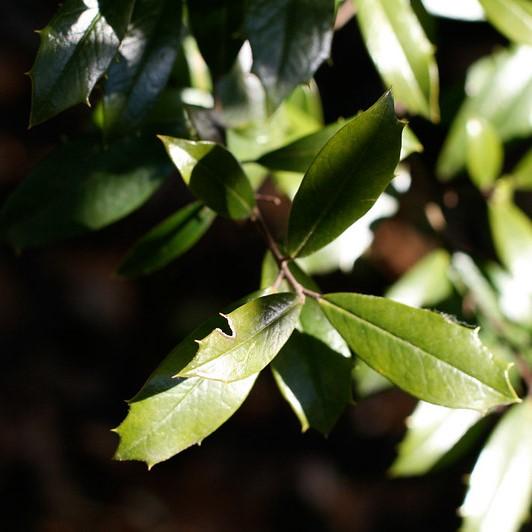 Foster Holly - Ilex x attenuata 'Fosteri' – ServeScape