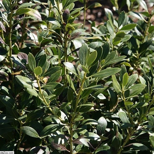 Nigra Inkberry Holly - Ilex glabra 'Nigra' – ServeScape