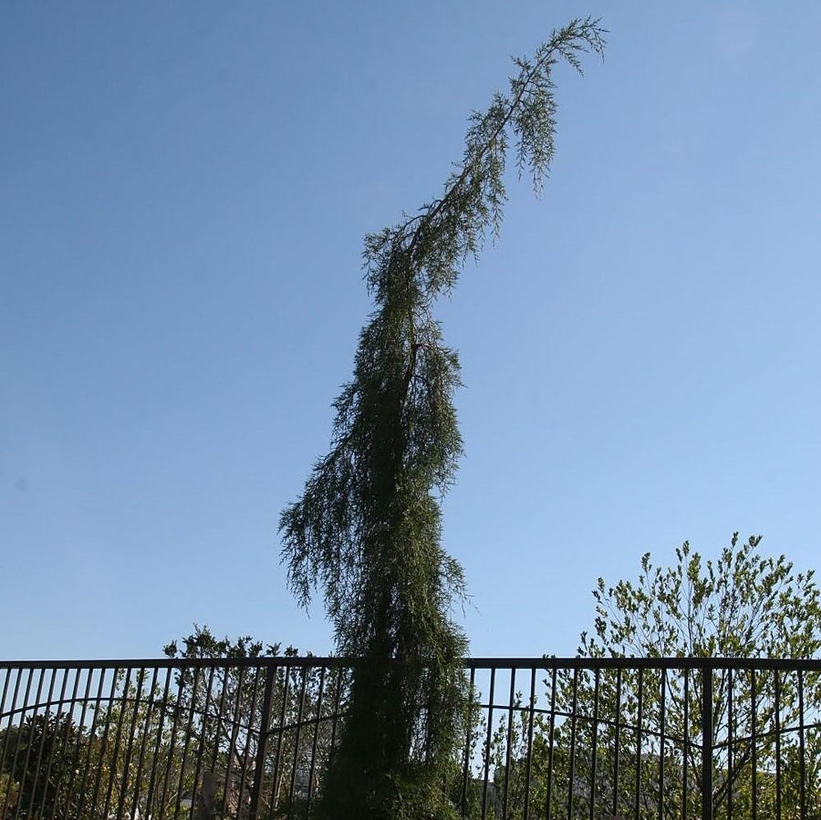 Weeping Red Cedar - Juniperus virginiana 'Pendula' – ServeScape