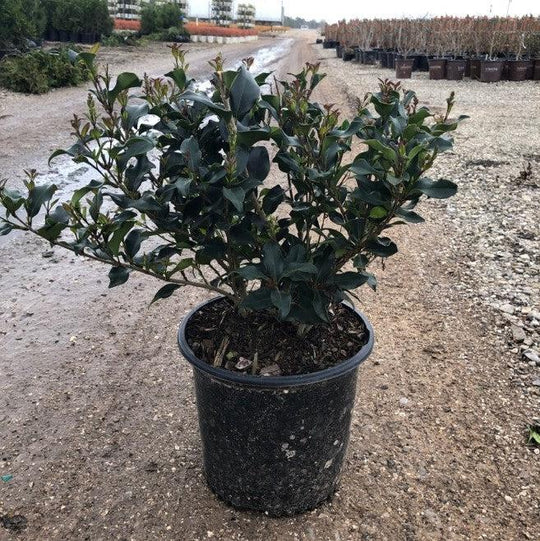Recurve Ligustrum - Ligustrum japonicum 'Recurvifolium' – ServeScape