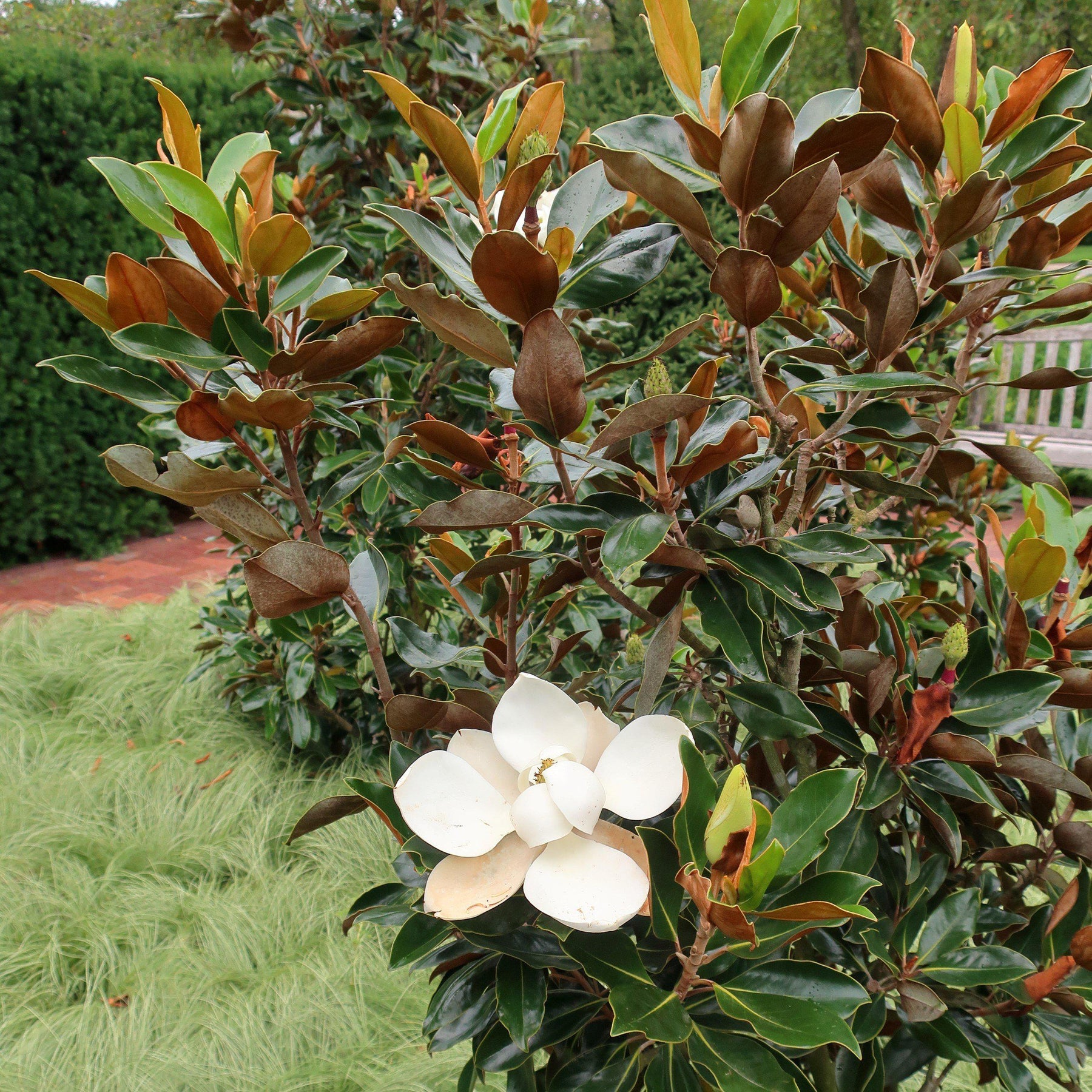 Little Gem Magnolia - Magnolia grandiflora 'Little Gem' – ServeScape