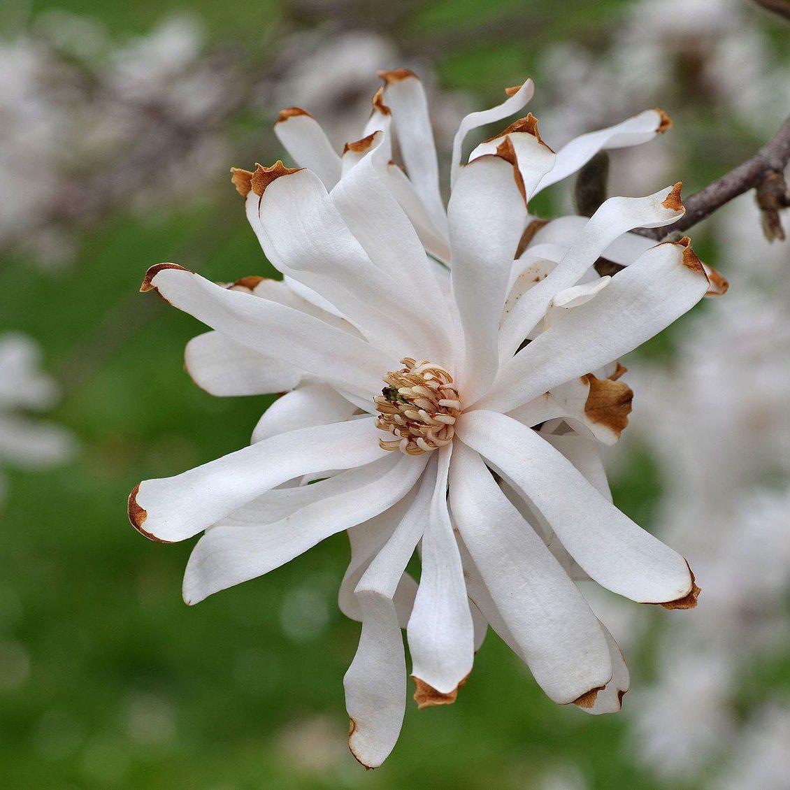 Royal Star Magnolia - Magnolia stellata 'Royal Star' – ServeScape