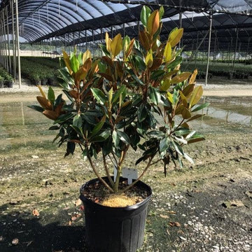 Little Gem Magnolia - Magnolia grandiflora 'Little Gem' – ServeScape