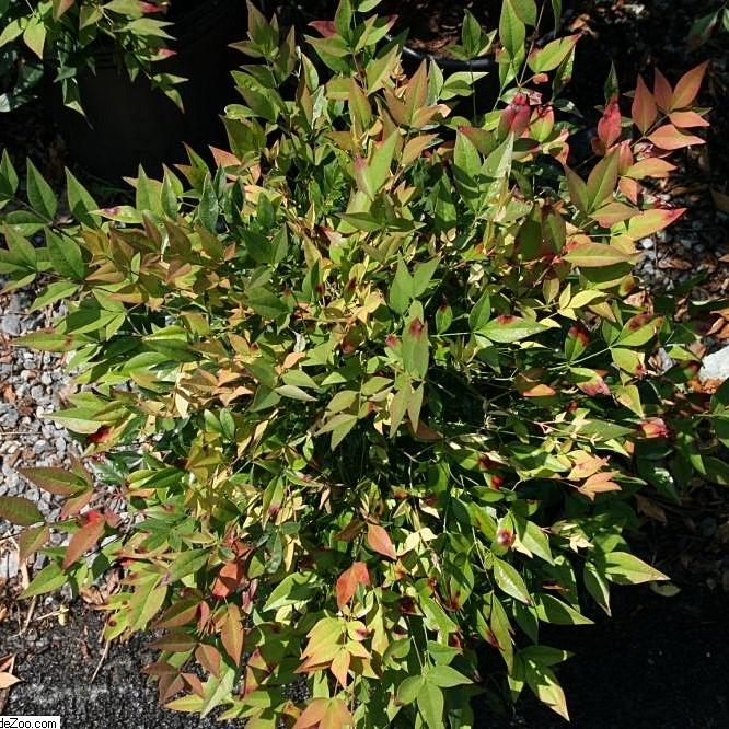 Gulf Stream Heavenly Bamboo - Nandina domestica 'Gulf Stream' – ServeScape