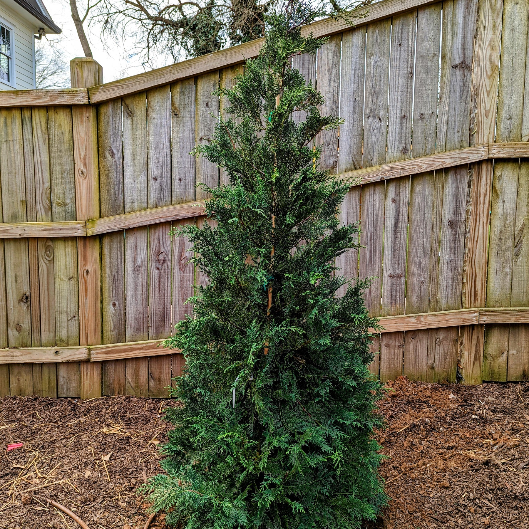 Murray Cypress, Leyland Cypress - Cupressus x leylandii 'Murray ...