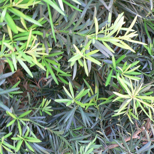 Maki Shrubby Yew Podocarpus - Podocarpus macrophyllus 'Maki' – ServeScape