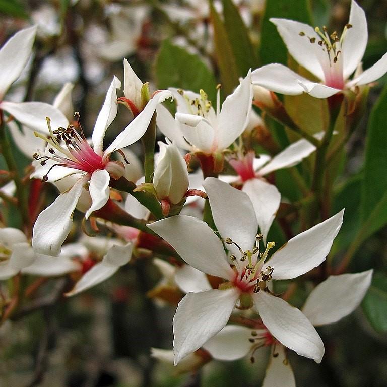 Clara Indian Hawthorn - Rhaphiolepis indica 'Clara' – ServeScape