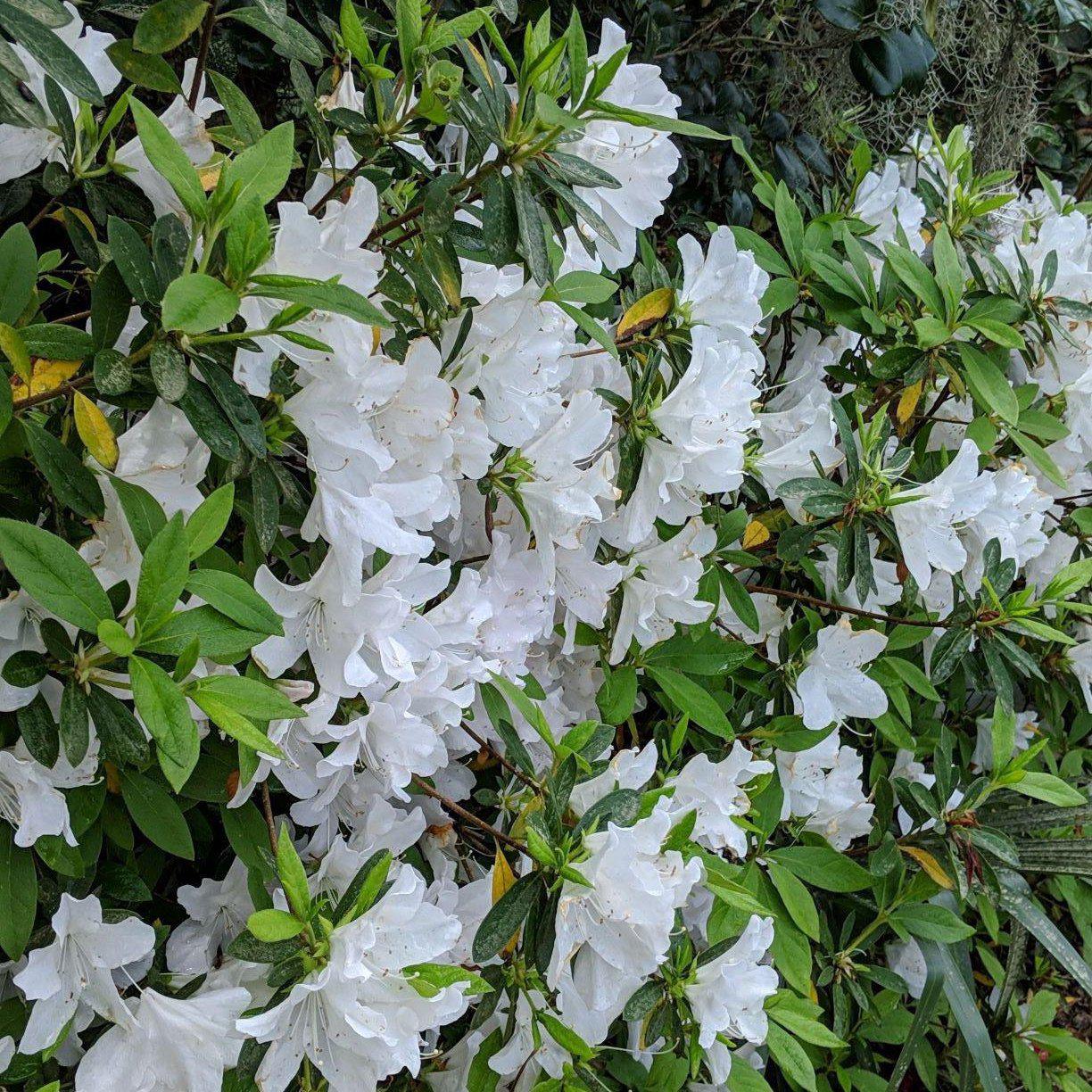 G.G. Gerbing Azalea - Rhododendron indica 'Mrs. G.G. Gerbing' – ServeScape