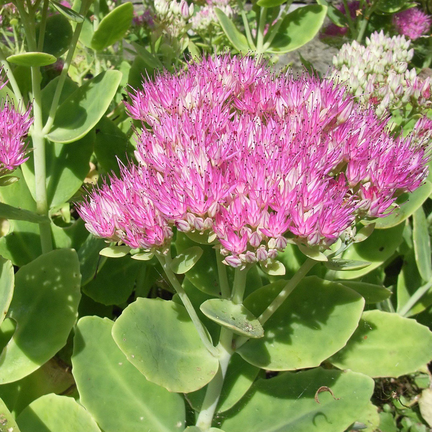 Sedum spectabile 'Neon' ~ Neon Showy Stonecrop – ServeScape