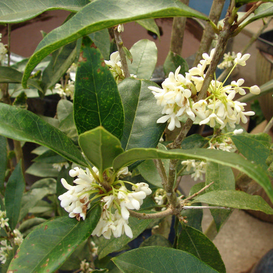 Japanese Cleyera - Cleyera japonica – ServeScape