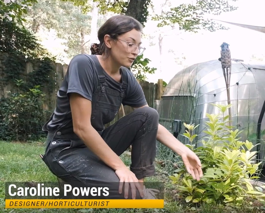 Florida Sunshine Anise - Illicium parviflorum 'Florida Sunshine ...