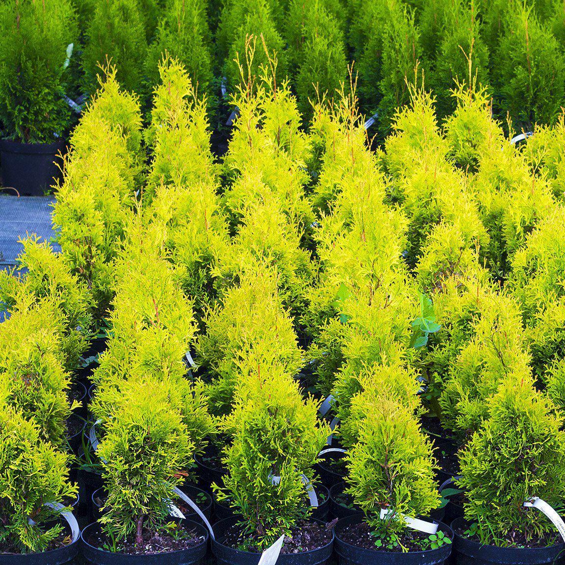 Excelsa Arborvitae - Thuja plicata 'Excelsa' – ServeScape