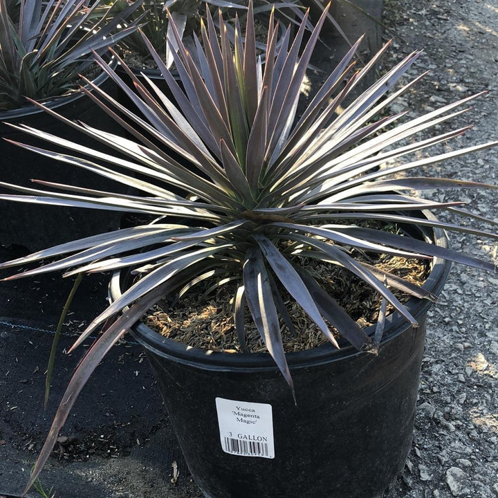 Magenta Magic Yucca - Yucca filamentosa 'Magenta Magic' – ServeScape