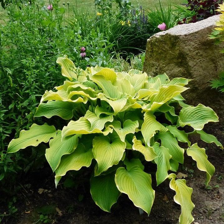 Sun Hosta - Hosta 'Sun Power' – ServeScape