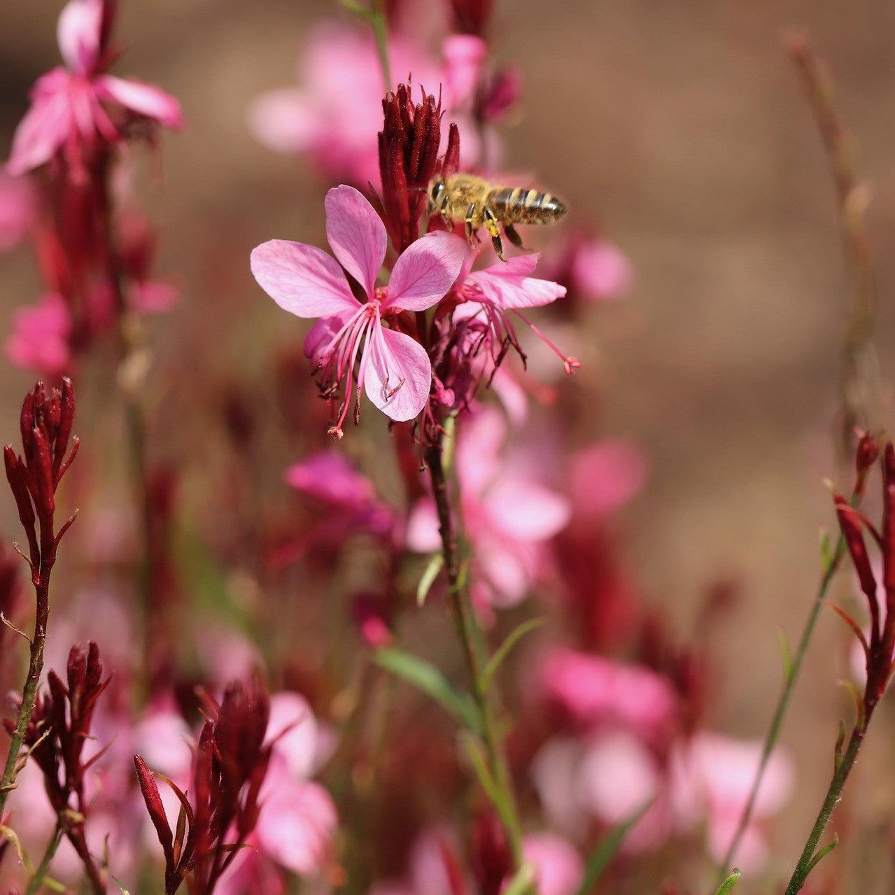 Steffi Dark Rose Gaura - Gaura lindheimeri 'Steffi Dark Rose' – ServeScape