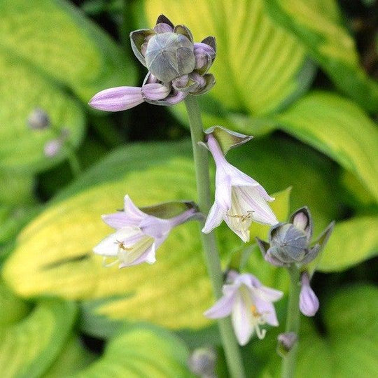 Dancing Darling Hosta - Hosta 'Dancing Darling' – ServeScape