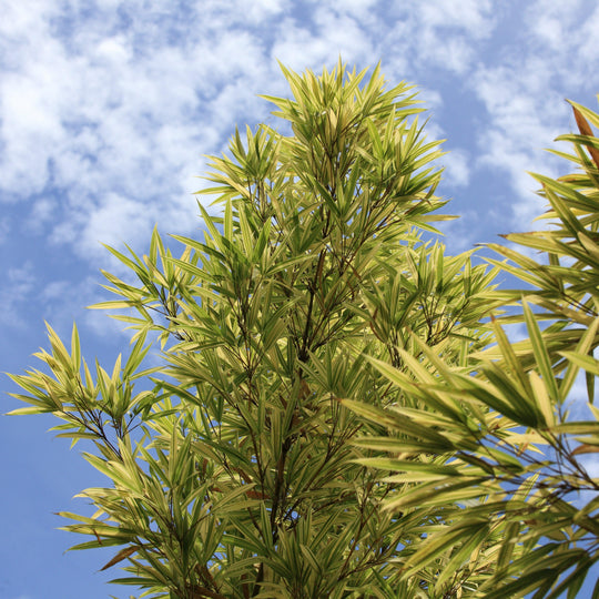 Roman Candle® Podocarpus - Podocarpus macrophyllus 'Miu' – ServeScape